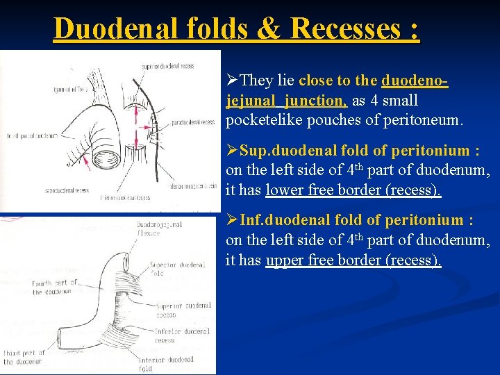 The Duodenum It is the first and widest
