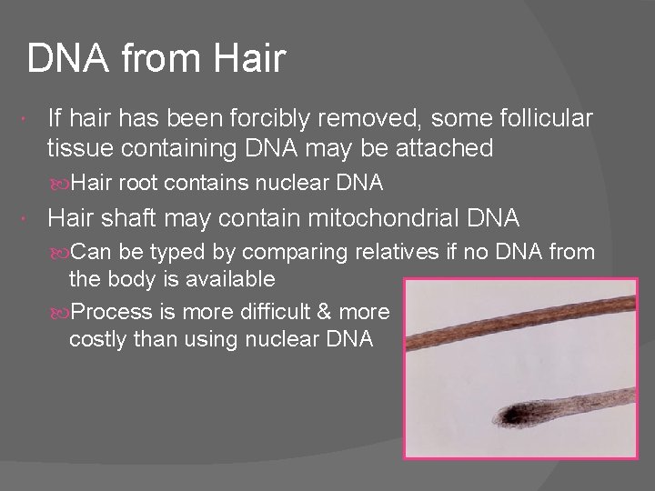 STAGES OF HAIR GROWTH HAIR AS A CHEMICAL