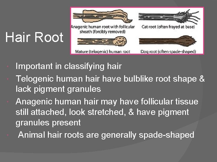 STAGES OF HAIR GROWTH HAIR AS A CHEMICAL