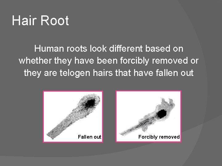 STAGES OF HAIR GROWTH HAIR AS A CHEMICAL