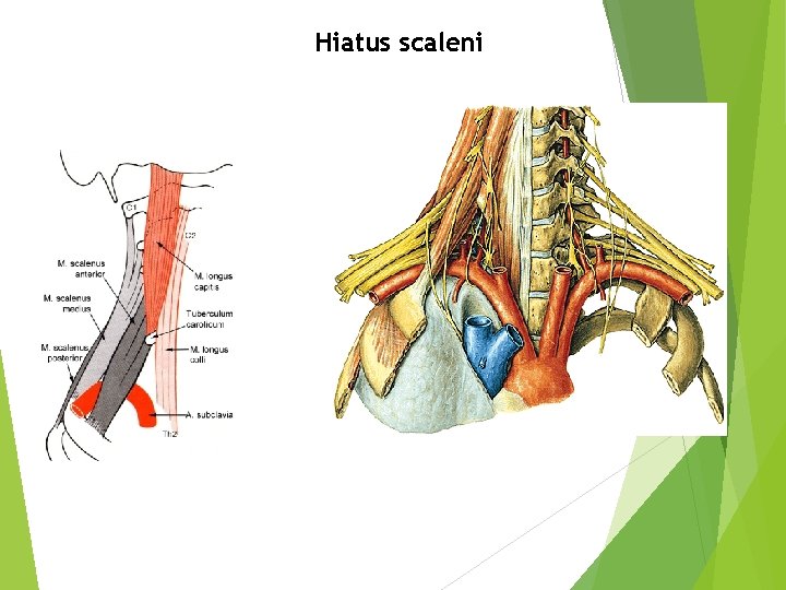 Halsbewegungen Halsmuskeln Halsfaszien Rcken und Nackenmuskulatur Dr Fehr