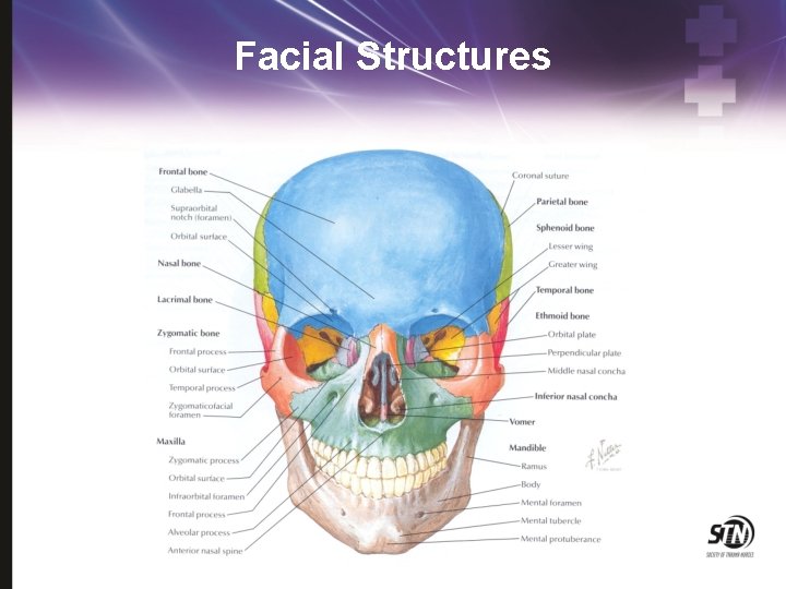 Maxillofacial and Ocular Injuries Objectives At the conclusion