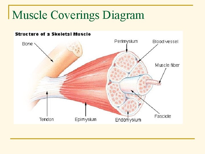 The Muscular System Chapter 8 new book Chapter