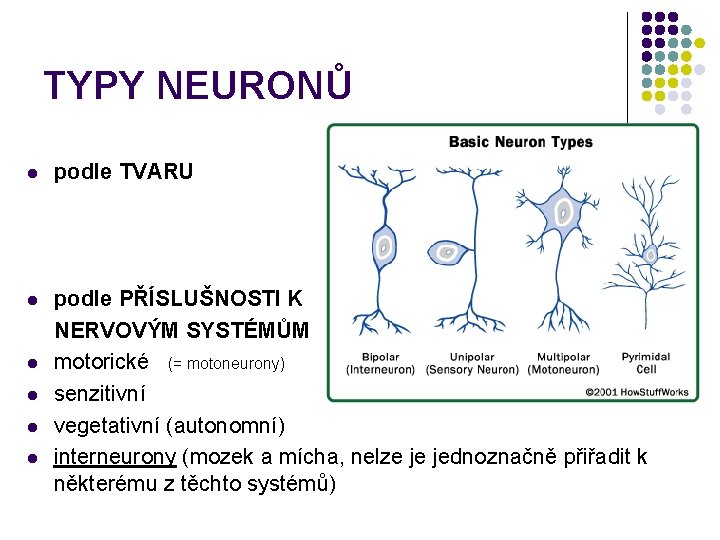 ZKLADN PRINCIPY ANATOMICKHO A FUNKNHO USPODN NERVOVHO SYSTMU
