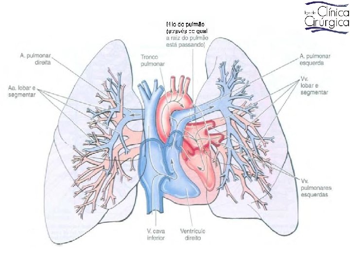 Anatomia do Pulmo Lvia Freitas Oliveira 3 perodo