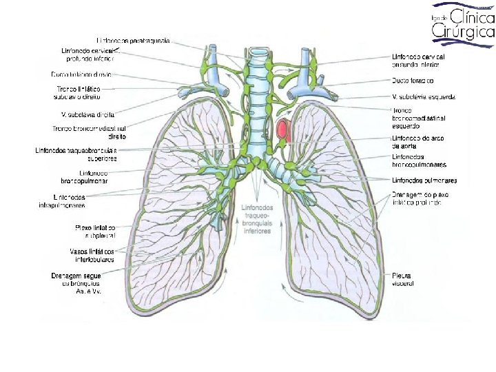 Anatomia do Pulmo Lvia Freitas Oliveira 3 perodo