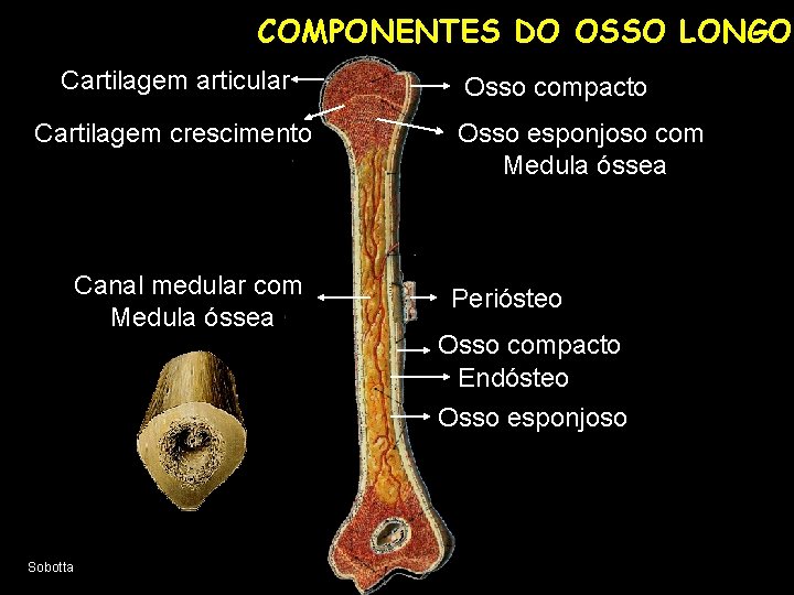 SISTEMA ESQUELTICO OSTEOLOGIA Homem transparente Ossos Os ossos