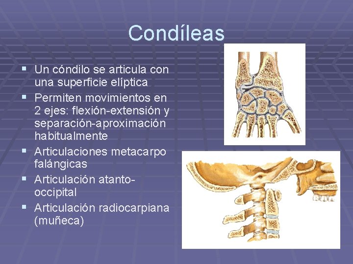 Sistema Articular Dr Hugo Hernndez Profesor Asistente Escuela