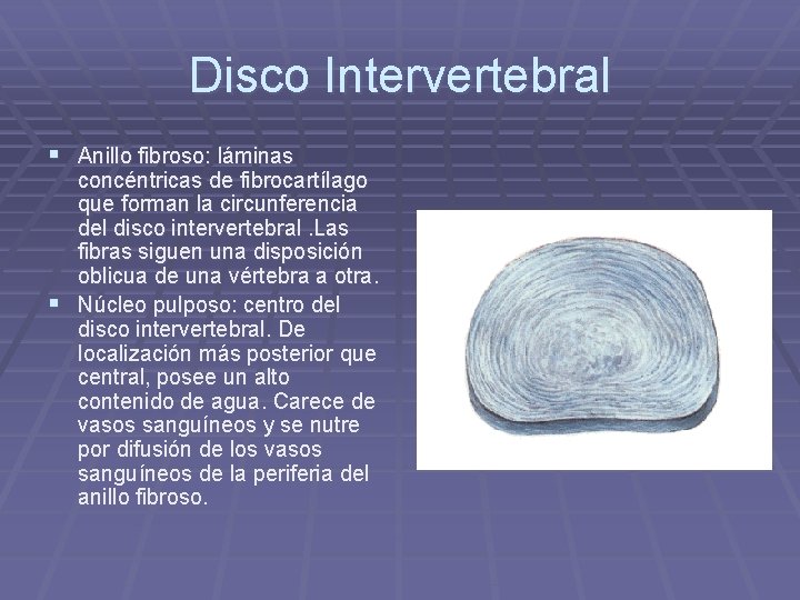 Sistema Articular Dr Hugo Hernndez Profesor Asistente Escuela