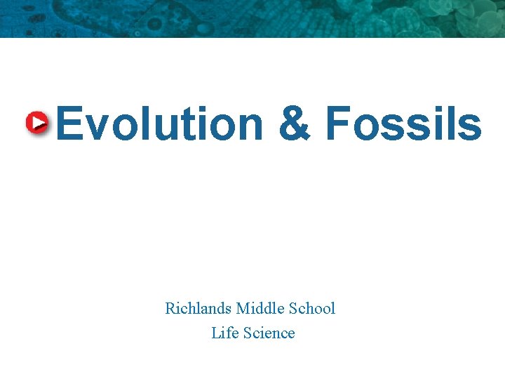 Evolution Fossils Richlands Middle School Life Science Looking