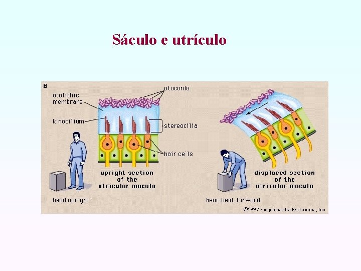 Sistema Sensorial Sensibilidade Conscincia de uma situao corprea