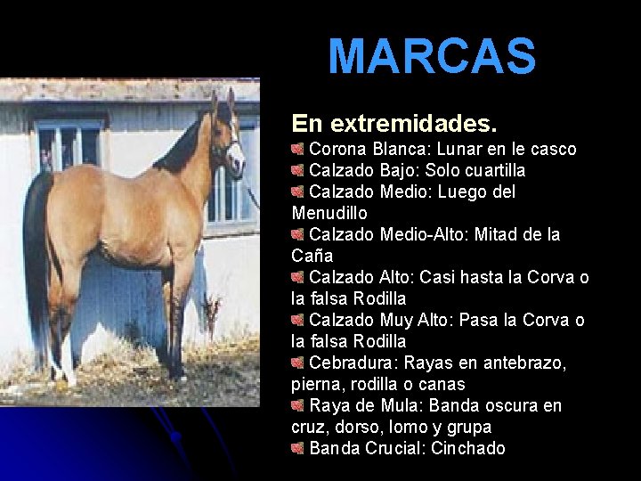 EL CABALLO Virtuosismo Belleza y Armona Introduccin a