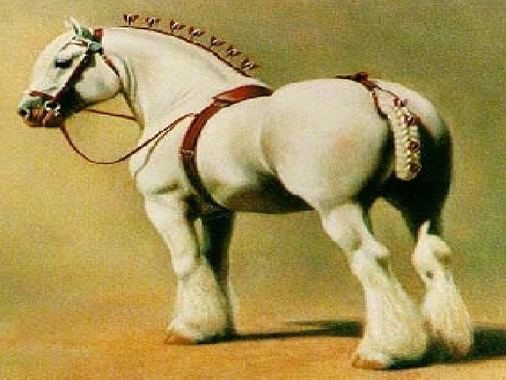EL CABALLO Virtuosismo Belleza y Armona Introduccin a