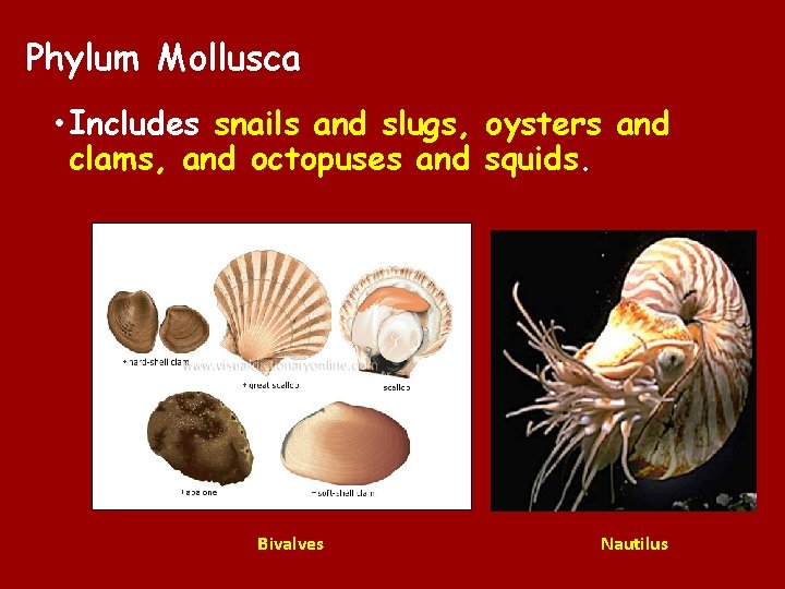 Mollusks Phylum Mollusca Includes snails and slugs oysters