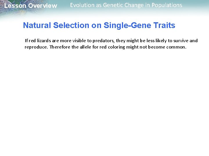 Lesson Overview 17 2 Evolution as Genetic Change