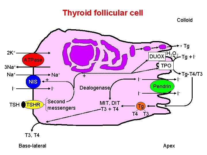 Thyroid histology Thyroid follicular cell Colloid Tg 2