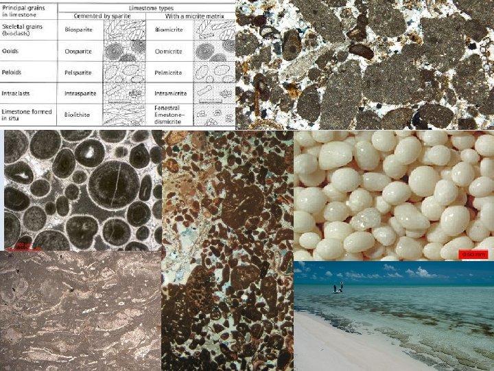 The World of Carbonates Paleozoic shelf carbonate section