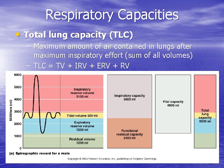 Chapter 22 Respiratory System Respiratory Volumes Respiratory Volumes