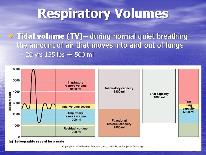Chapter 22 Respiratory System Respiratory Volumes Respiratory Volumes