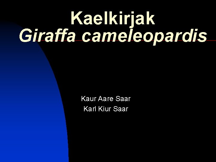 Kaelkirjak Giraffa cameleopardis Kaur Aare Saar Karl Kiur