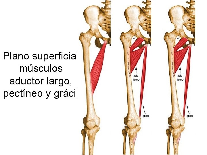 Msculos de miembro inferior Msculos de la pelvis