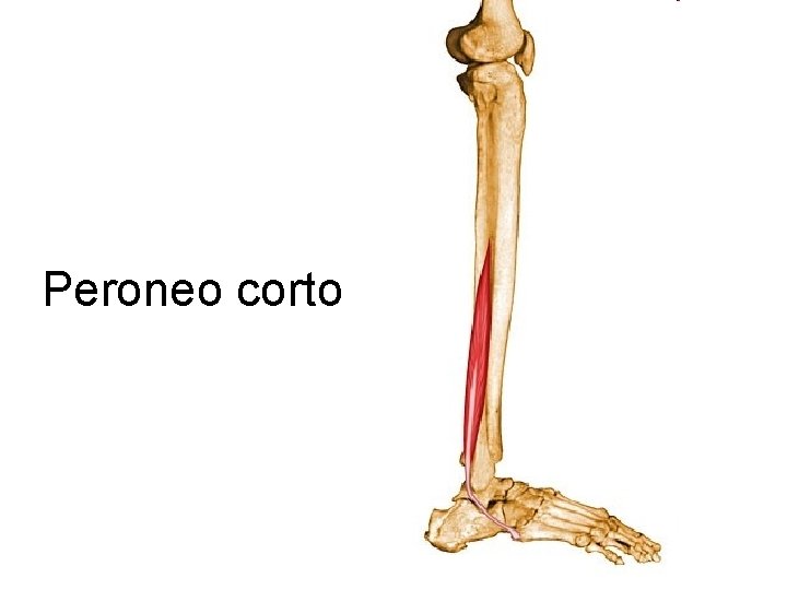 Msculos de miembro inferior Msculos de la pelvis