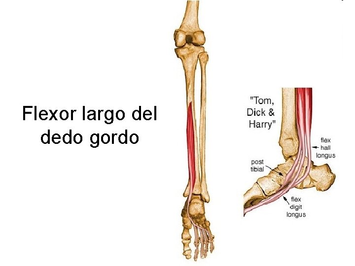 Msculos de miembro inferior Msculos de la pelvis