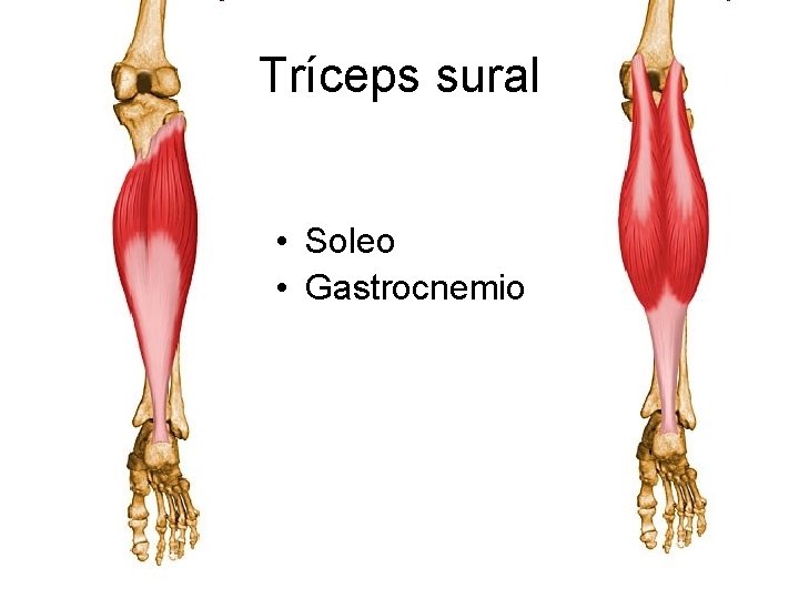 Msculos de miembro inferior Msculos de la pelvis