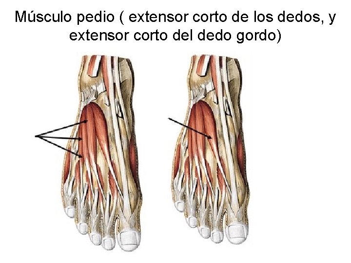 Msculos de miembro inferior Msculos de la pelvis