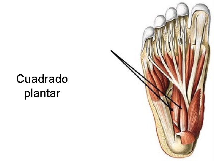 Msculos de miembro inferior Msculos de la pelvis