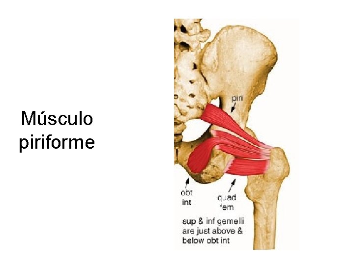Msculos de miembro inferior Msculos de la pelvis