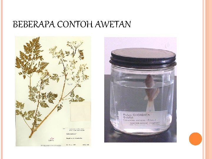 TEKNIK PENGAWETAN DAN IDENTIFIKASI SAMPEL ALAT DAN BAHAN