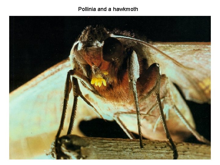 Pollination Mechanisms Illustrations from Bastiaan Meeuse and Sean