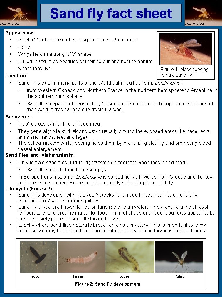 Sand fly fact sheet Photo R Knechtli Appearance