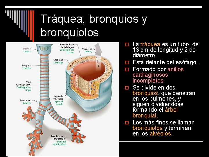 Tema 4 Anatoma y fisiologa del Aparato Respiratorio