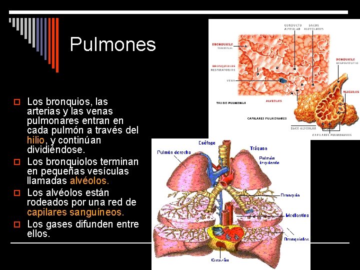 Tema 4 Anatoma y fisiologa del Aparato Respiratorio