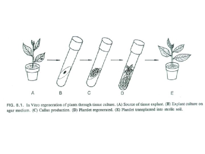Tissue Culture Applications Micropropagation Germplasm preservation ...