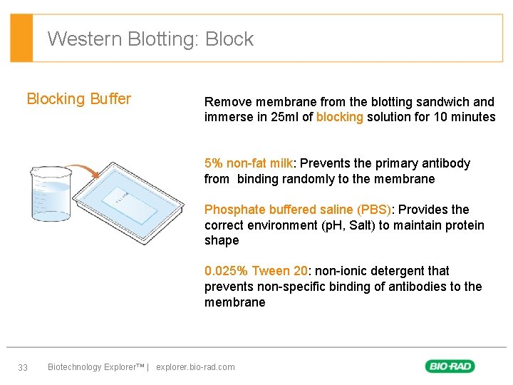 Rapid StainFree Western Blotting with the V 3