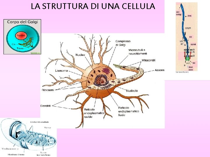 Teoria cellulare MEMBRANA PLASMATICA VARI ORGANULI CELLULA EUCARIOTE