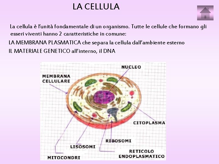 Teoria cellulare MEMBRANA PLASMATICA VARI ORGANULI CELLULA EUCARIOTE