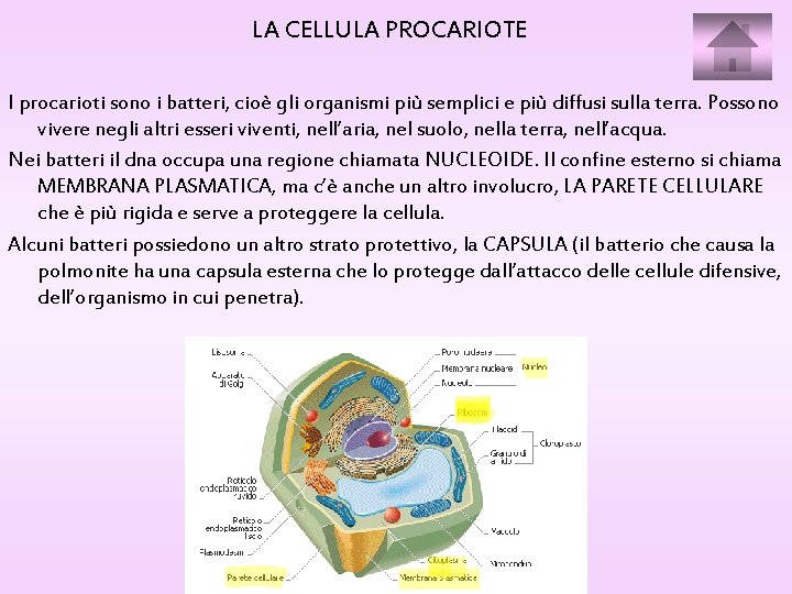 Teoria cellulare MEMBRANA PLASMATICA VARI ORGANULI CELLULA EUCARIOTE