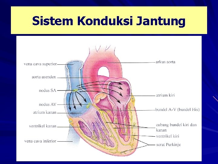 Rahmatina B Herman Siklus Jantung Definisi Peristiwa yang