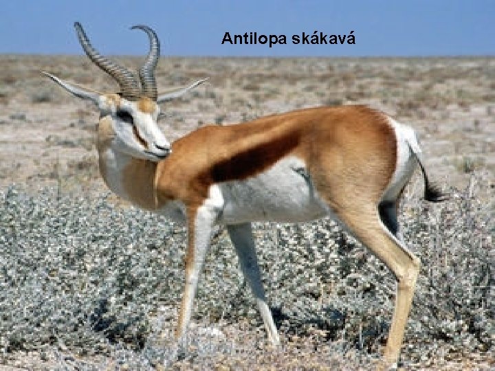 SAVANY o s savany Kde sa vyskytuj S