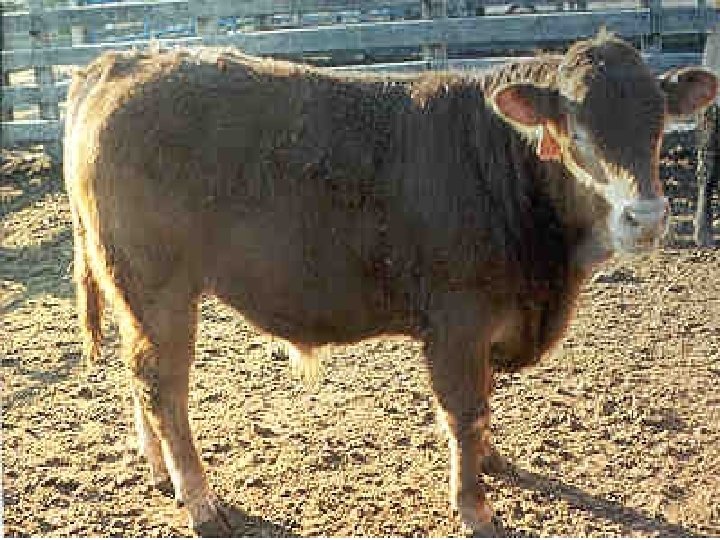 Why have a breeding season n To know