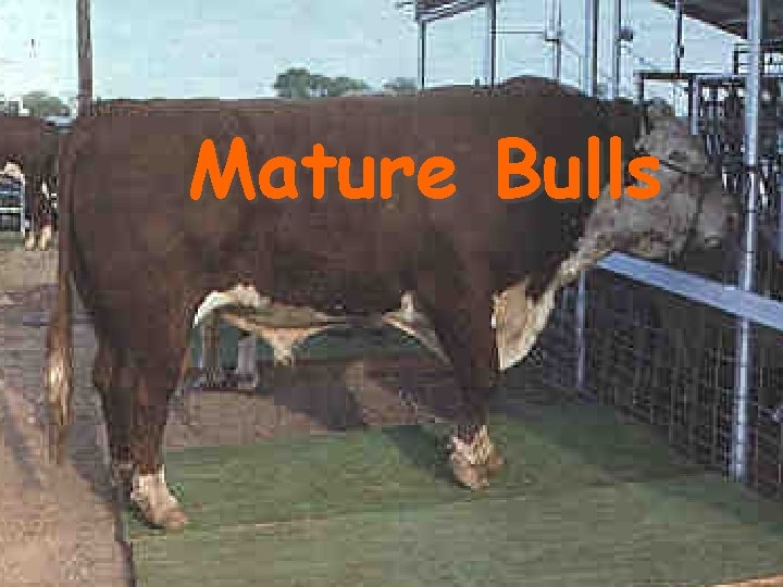 Why have a breeding season n To know