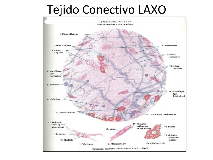 TEJIDOS CONECTIVOS CARACTERSTICAS GENERALES 1 Es un conjunto
