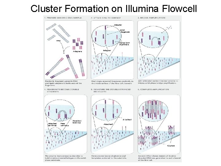 BIOM 262 RNA processing 12616 Outline Sequencing Technology