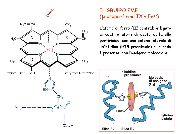 Sintesi e Degradazione delleme Struttura delleme Leme una