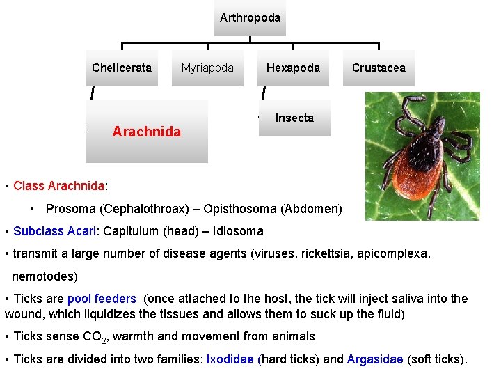 Biological Sciences 318 Parasitology Lab Arthropod Vectors Kingdom