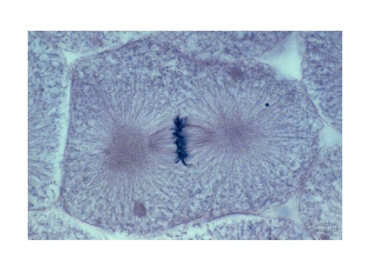 Chapter 12 The Cell Cycle Cell Division Zebra